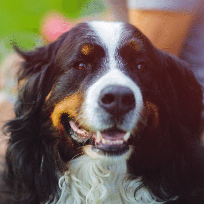 Bulk Grain Free Dog Treats | Puppy & Training | Good Doggy Treats®